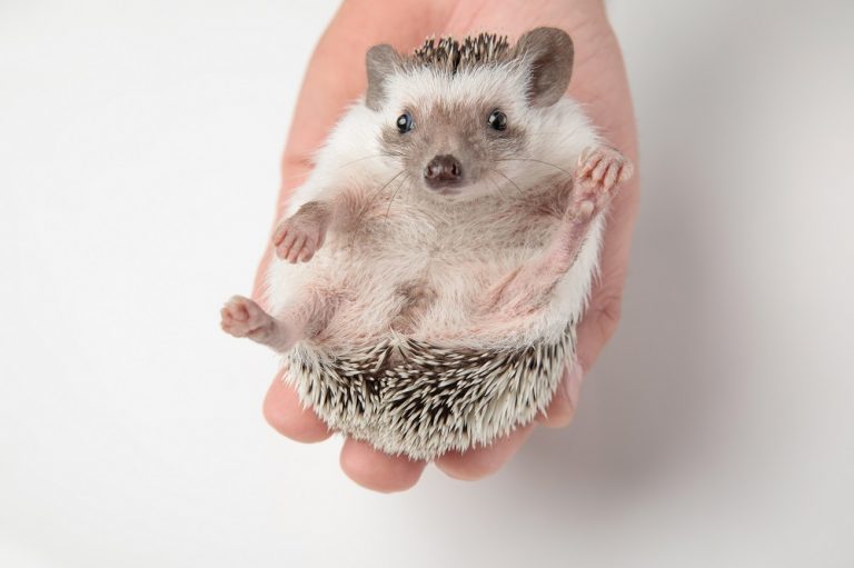 Afrički patuljasti jež - celebrity s pokrićem - Zoona.hr