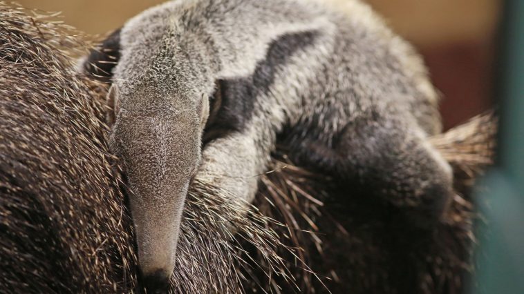 Arhiva mravojed - Zoona.hr