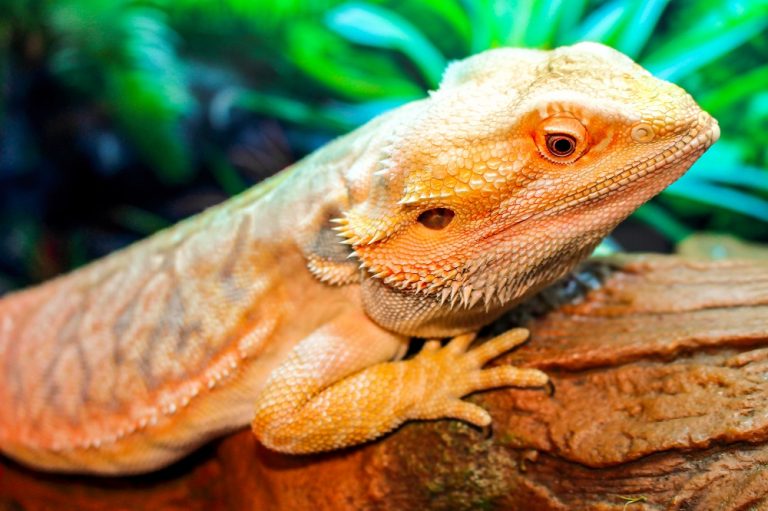 Bradata agama - Zoona.hr