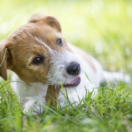 Leksikon pasmina: Bigl (Beagle), najpoznatiji pas iz stripa - Zoona.hr