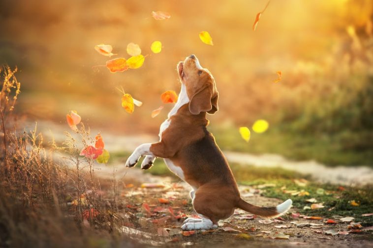 Leksikon pasmina: Bigl (Beagle), najpoznatiji pas iz stripa - Zoona.hr