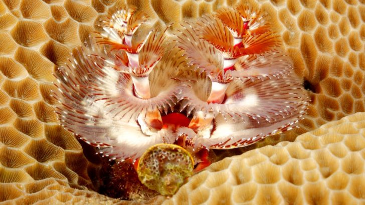 Kako hraniti ribice u akvariju (i čime)? - Zoona.hr