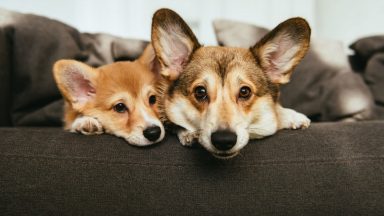 Leksikon pasmina: Bigl (Beagle), najpoznatiji pas iz stripa - Zoona.hr