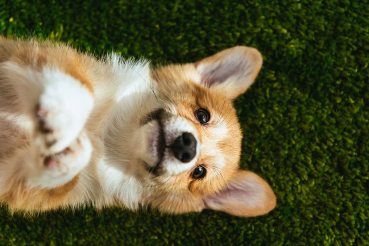 20 razloga zbog kojih je korgi (corgi) fantastičan ljubimac - Zoona.hr