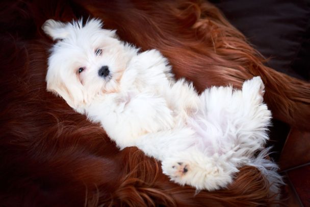 Maltezer - sve pozitivne i negativne strane ove pasmine - Zoona.hr