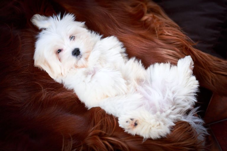 Maltezer - sve pozitivne i negativne strane ove pasmine - Zoona.hr