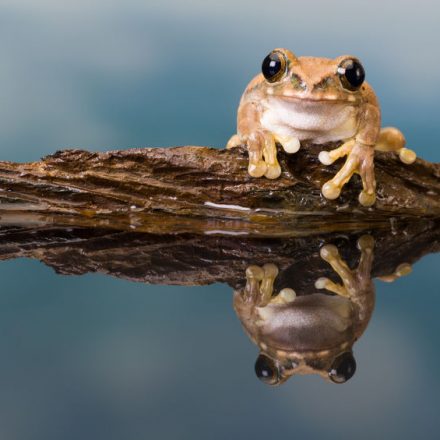 Tasmanijski vrag - životinja divlja kao lik iz crtića - Zoona.hr