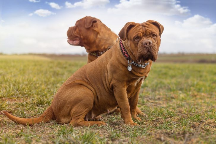 TOP LISTA: Najveće pasmine pasa na svijetu - Zoona.hr