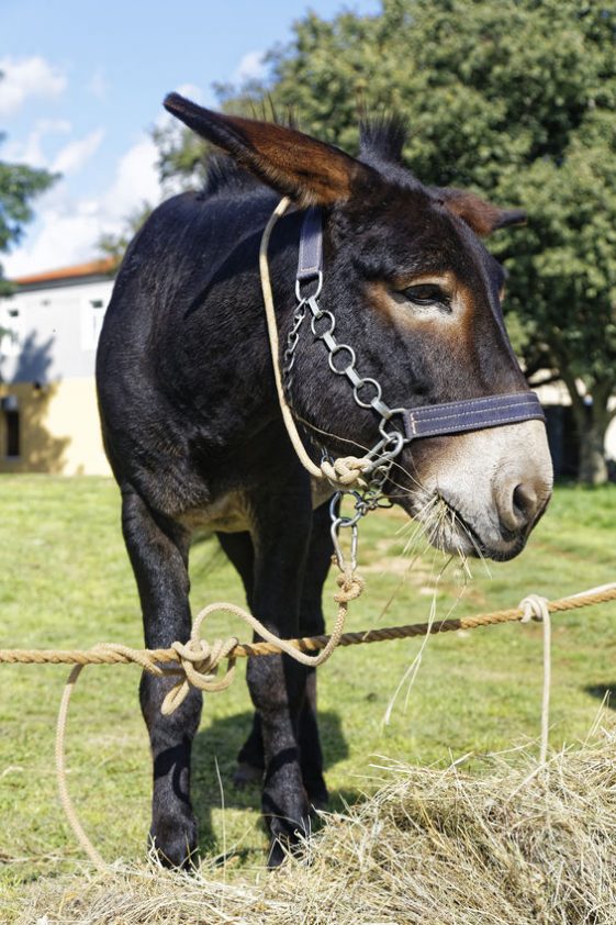 Istarski magarac - naš dugouhi ljepotan - Zoona.hr