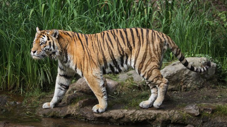 Arhiva sibirski tigar - Zoona.hr