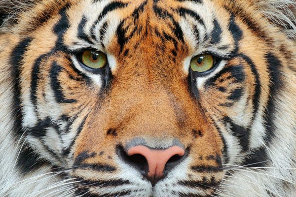 Sibirski tigar - najveća mačka na našem planetu - Zoona.hr