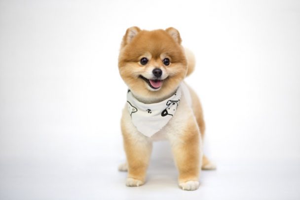 Pomeranac - popularno malo čudo puno energije - Zoona.hr