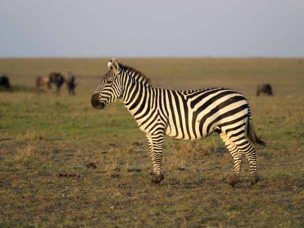 Zebra - modna ikona u životinjskom carstvu - Zoona.hr