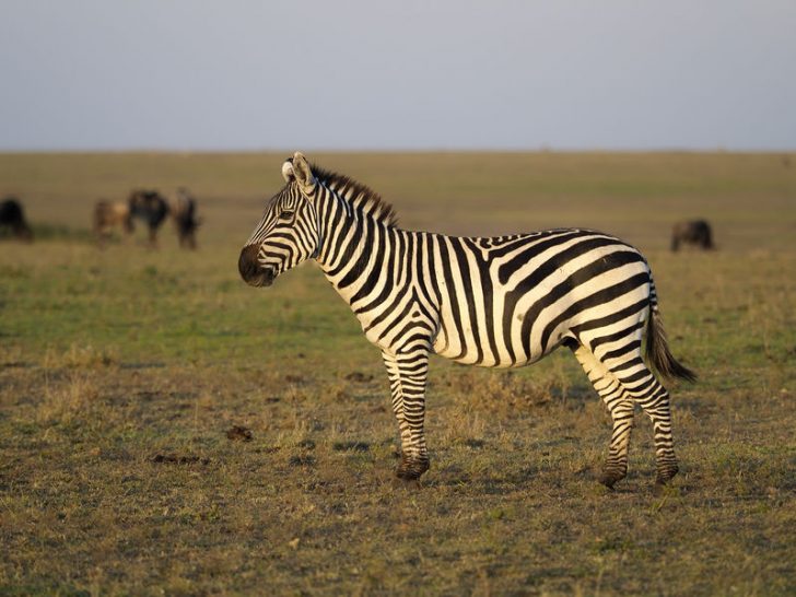 Zebra - modna ikona u životinjskom carstvu - Zoona.hr