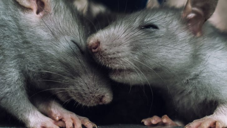 Arhiva štakori - Zoona.hr