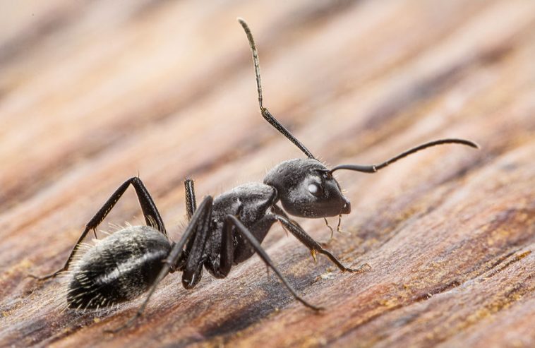 Mravi - sve što trebaš znati o njima - Zoona.hr
