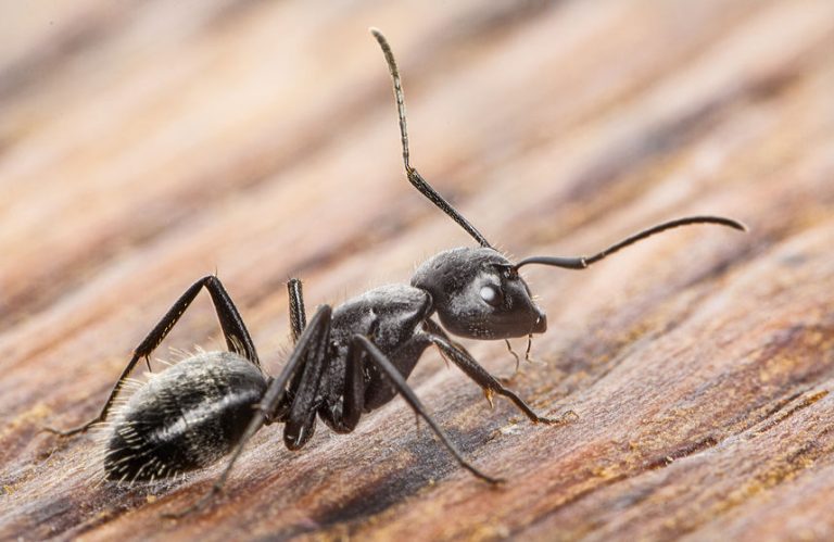 Mravi - sve što trebaš znati o njima - Zoona.hr