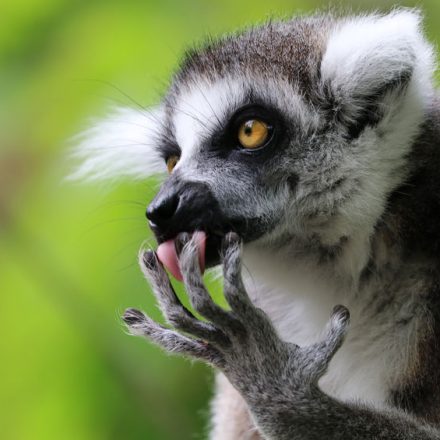 Noj - ptica koja ima svog kralja i kraljicu - Zoona.hr