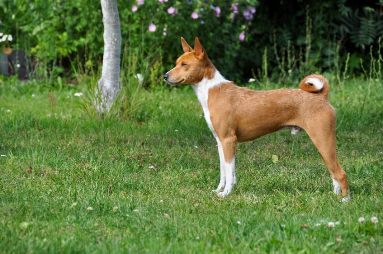 Basenji - pas koji ne laje - Zoona.hr