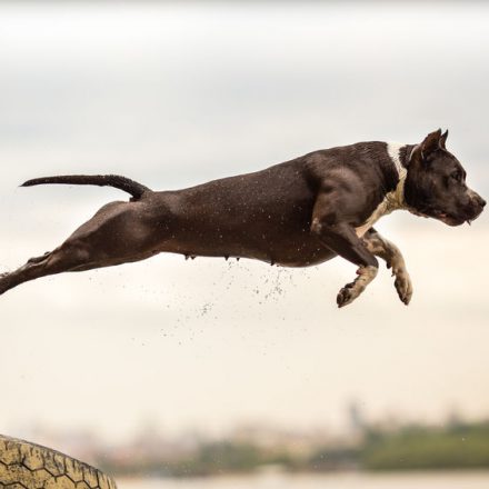 Lipicanac - princ i konj u jednom - Zoona.hr