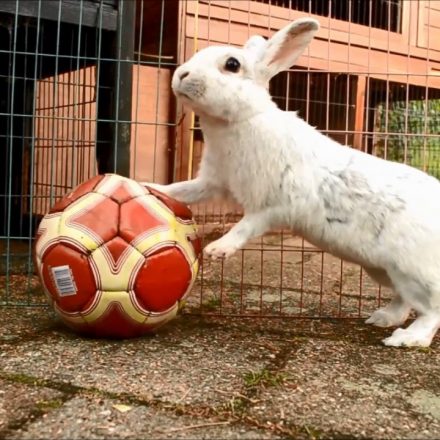 Lipicanac - princ i konj u jednom - Zoona.hr