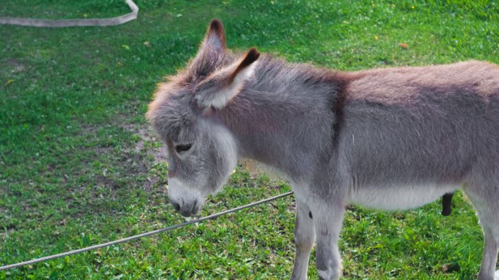 Lipicanac - princ i konj u jednom - Zoona.hr