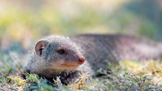 Leksikon pasmina: Bigl (Beagle), najpoznatiji pas iz stripa - Zoona.hr