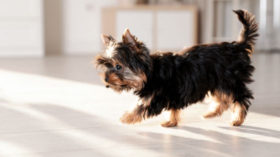 Leksikon pasmina: Bigl (Beagle), najpoznatiji pas iz stripa - Zoona.hr