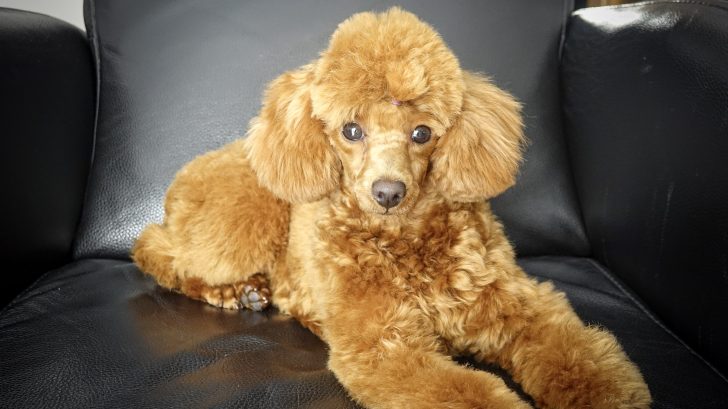 Pudla - inteligentna, elegantna i ponosna - Zoona.hr