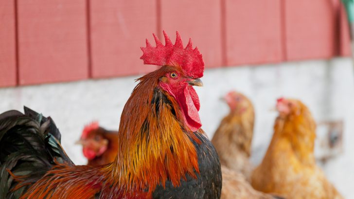 Lipicanac - princ i konj u jednom - Zoona.hr