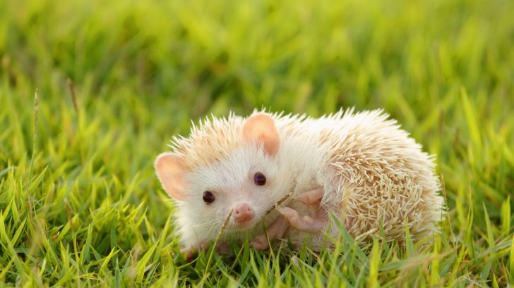 Afrički patuljasti jež - celebrity s pokrićem - Zoona.hr