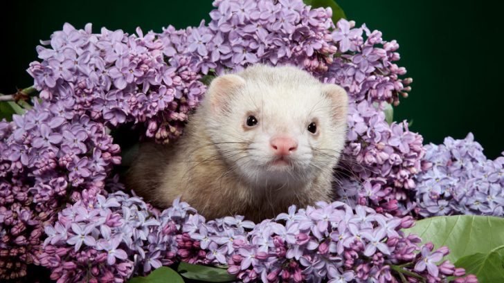 Najmanja životinja na svijetu - Zoona.hr