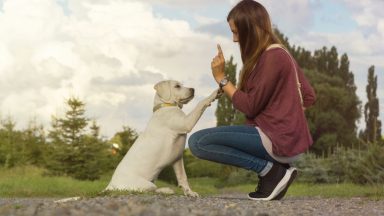 Leksikon pasmina: Bigl (Beagle), najpoznatiji pas iz stripa - Zoona.hr