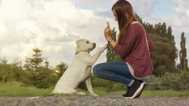 Leksikon pasmina: Bigl (Beagle), najpoznatiji pas iz stripa - Zoona.hr