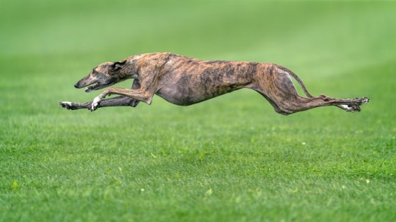 Basenji - pas koji ne laje - Zoona.hr