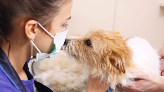 Leksikon pasmina: Bigl (Beagle), najpoznatiji pas iz stripa - Zoona.hr