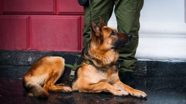 Leksikon pasmina: Bigl (Beagle), najpoznatiji pas iz stripa - Zoona.hr