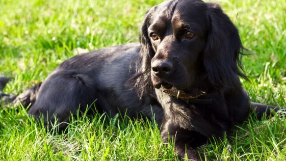 Leksikon pasmina: Bigl (Beagle), najpoznatiji pas iz stripa - Zoona.hr